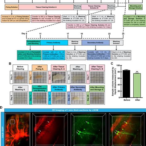 Lscm Imaging Of Thick Brain Sections Cleared And Labelled With “binaree Download Scientific