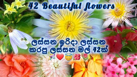 Today 42 Beautiful Flowers From My Garden 😇🌺 අදත් ලස්සන මල් 42ක් මගේ ගෙවත්තෙන්🥰 Nature Nehasl