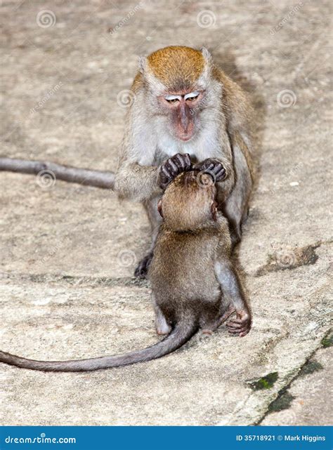 Cheeky Monkey Stock Image Image Of Fauna Funny Forest 35718921