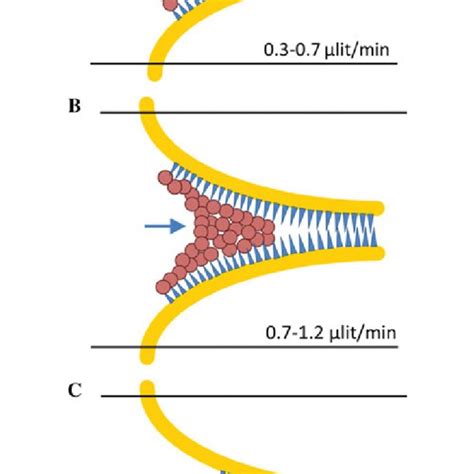 Configuration Of Yeasts And Bacteria At Different Flow Rates While Download Scientific Diagram