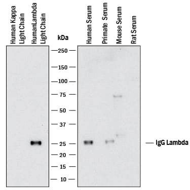 Ig Lambda Light Chain Products Bio Techne
