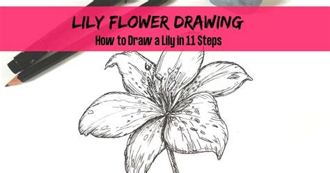 How To Draw A Realistic Lily Flower Step By Best Flower Site