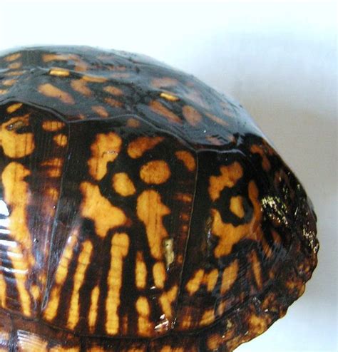 Box Turtle Shell Taxidermy Etsy