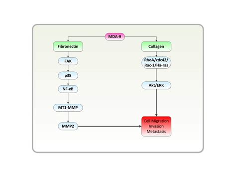 The Squirrels Nest Extracellular Matrix Vs Intracellular Pathway