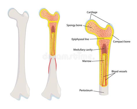 解剖学骨头人 向量例证 插画 包括有 查出 基因 例证 行程 骨髓 红色 末端 动脉 软骨 19045483
