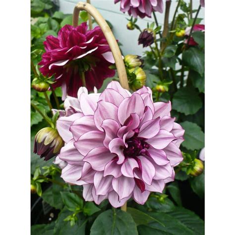 Dahlia Creme De Cassis Pinetree Garden Seeds