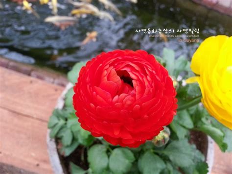 라넌큘러스]라넌큘러스 키우기 라넌큘러스 구근관리 알뿌리관리법 네이버 블로그