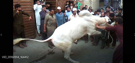 Eid Qurbani Bakra