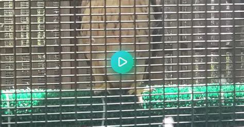 Visit To The Local Raptor Center Album On Imgur