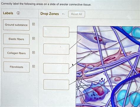 [get Answer] Correctly Label The Following Areas On A Slide Of Areolar Connective Tissue