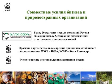 Illegal Logging1 Ppt