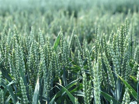 Wheat Pollen Amphasys Single Cell Analysis