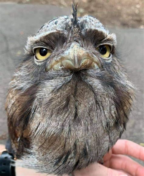 Quail Colour Genetics Artofit