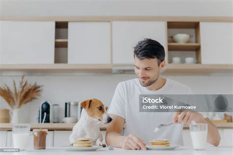 행복한 남자의 사진은 포크와 맛있는 팬케이크를 먹고 유리에서 우유를 마시고 흰색 티셔츠를 입고 잭 러셀 테리어 개가 근처에서 포즈를 취하고 호스트 주방 배경과 함께 맛있는