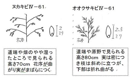 ヌカキビとオオクサキビとコオウレン胡黄連のこと チューメイくんの田舎ぐらし