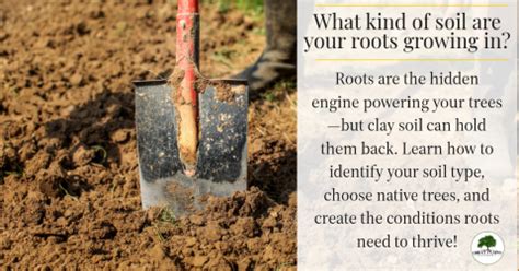 Planting Trees In Clay Soil Great Plains Nursery