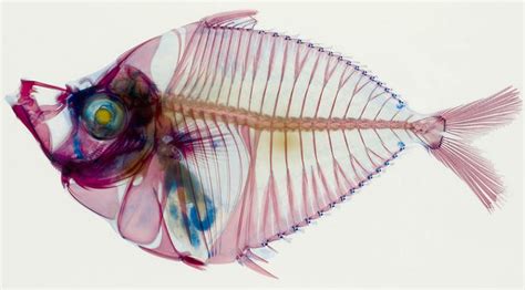 Hidden Blades Glowing Scorpions And Bug Genitalia Great Science