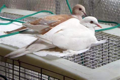 La Coconita Una Ave Fascinante En América Loros Y Guacamayos