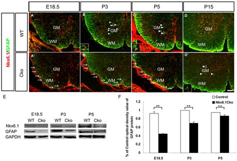 Delayed Differentiation Of Fibrous Astrocytes In Nkx61 Conditional