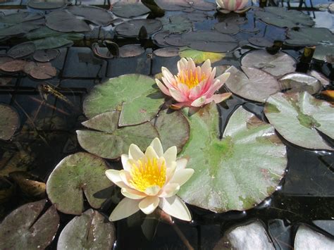 Nymphaea Sioux Water Lily Garden Wildlife
