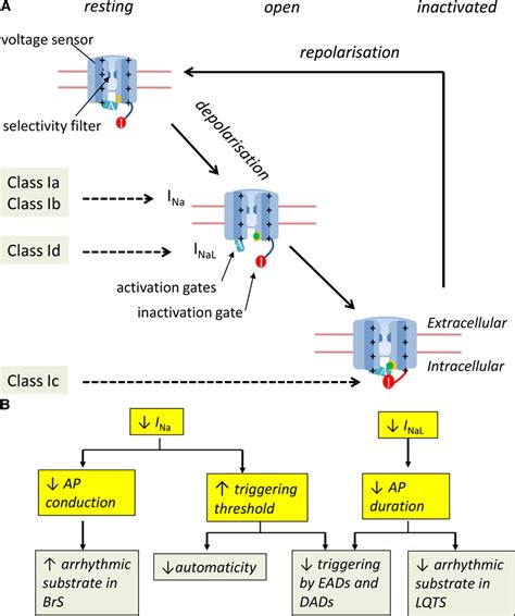 Vaughan Williams Antiarrhythmic Classification Of Meds The Vaughan