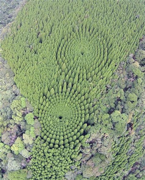 Japanese Experiment That Took Half A Century Ended In Amazing Tree Crop Circles Bored Panda
