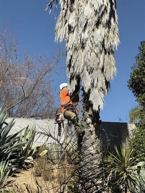 Revitalizing Mexican Fan Palms Expert Tree Trimming In Winchester Ca