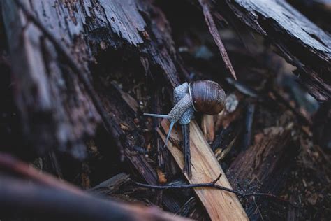 Kostenloses Foto Zum Thema Langsam Schale Schnecke