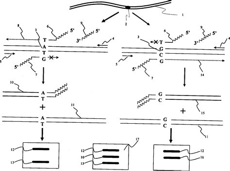 Method For Detecting Polymorphism Of Genes Eureka Patsnap
