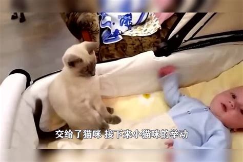 妈妈让小猫咪哄宝宝睡觉，接下来小猫咪的举动，爸妈都傻眼了