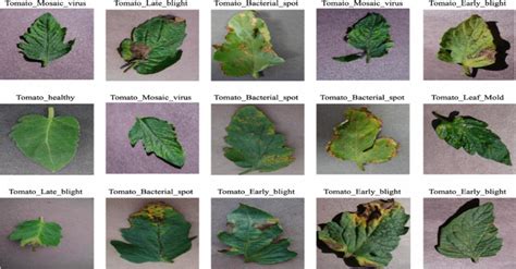 Leaf Disease Detection Using Convolutional Neural Networks A Proposed