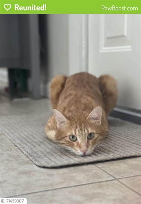 Reunited Male Cat In New Bedford Ma 02740 Id 71459307 Pawboost