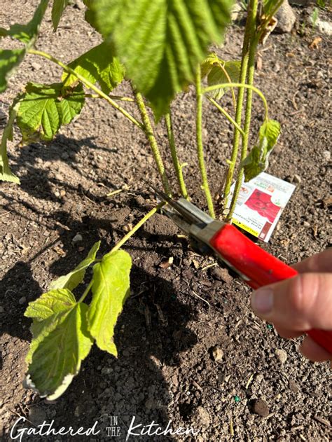 How To Properly Prune Babe Raspberry Plants Gathered In The Kitchen