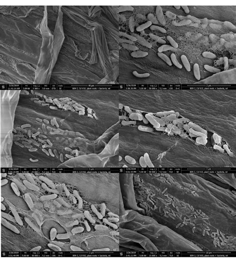 Supplementary Figure 1 Scanning Electron Microscopy Sem Images From Download Scientific