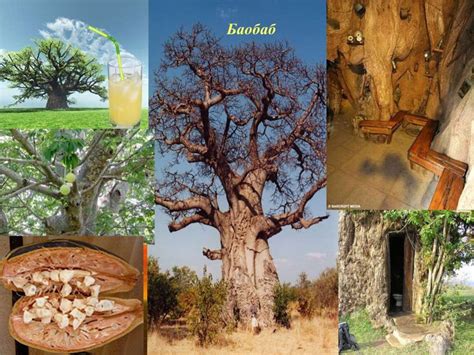 Природные зоны Земли их обитатели Флора и фауна природных зон Ландшафты природные и