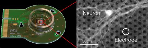 The High Density CMOS Electrode Array Used In This Experiment This Download Scientific Diagram