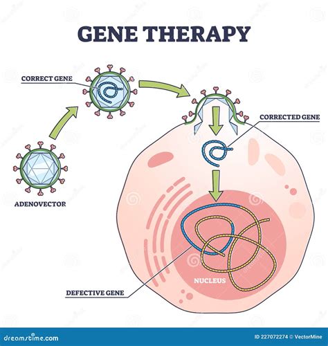 How To Draw A Schematic Diagram Of A Gene Drawing Biology Di