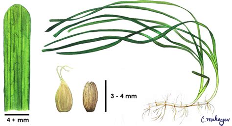Ca Marine Species Portal
