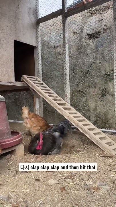 청계 장닭 목욕 중 청년농부 농촌생활 닭장 닭키우기 Youtube