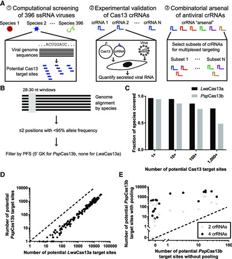 Potential Cas13 Target Sites Are Abundant In Viral Genomes A Overview