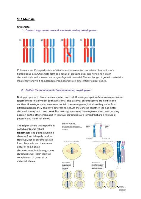 Crossing Over Diagram