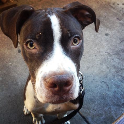 Pitbull English Pointer Mix At Terri Barnett Blog Pitbull English Pointer Mix At Terri Barnett Blog