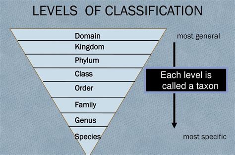 Plant Classification Cnps Marin