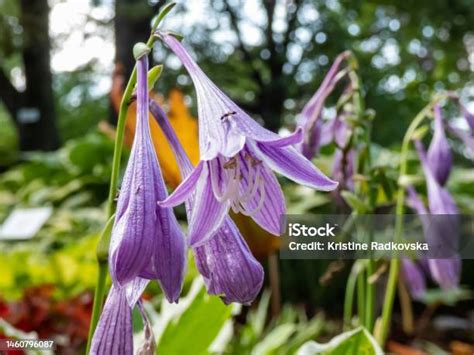 Hosta Resonance의 보라색과 라벤더 꽃의 클로즈업 샷 정원에서 불규칙한 흰색 여백이 있는 중간 녹색 Hosta 기이함에 대한 스톡 사진 및 기타 이미지 Istock