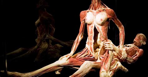 EMS SOLUTIONS INTERNATIONAL By DrRamonReyesMD Marca Registrada ANATOMIA DEL PENE Penis