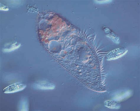 Avantor Omnitop Assemblies Pre Sterilized Single Use Sample Tubes® Avantor Fluid Handling