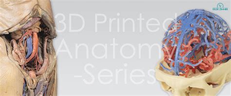 高精細3d人体模型シリーズ 京都科学