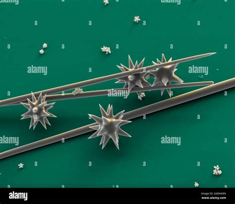 Sponge Spicules Coloured Scanning Electron Micrograph Sem Of