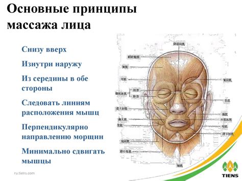 Массажер S-780 (СЦЭК – стимулятор циркуляции энергии и крови ...