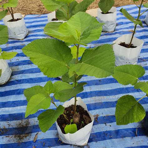 สวนมะเดื่อฝรั่ง Fig For Health ผลไม้เพื่อสุขภาพ จำหน่ายผลสด และ กิ่งพันธุ์ Amphoe Kuchinarai